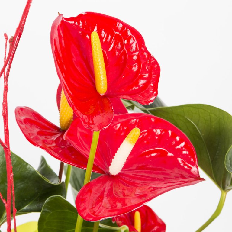 cala holandesa roja - FLAIRES i FLORS de Lleida • FLORISTERIA 365 días ...